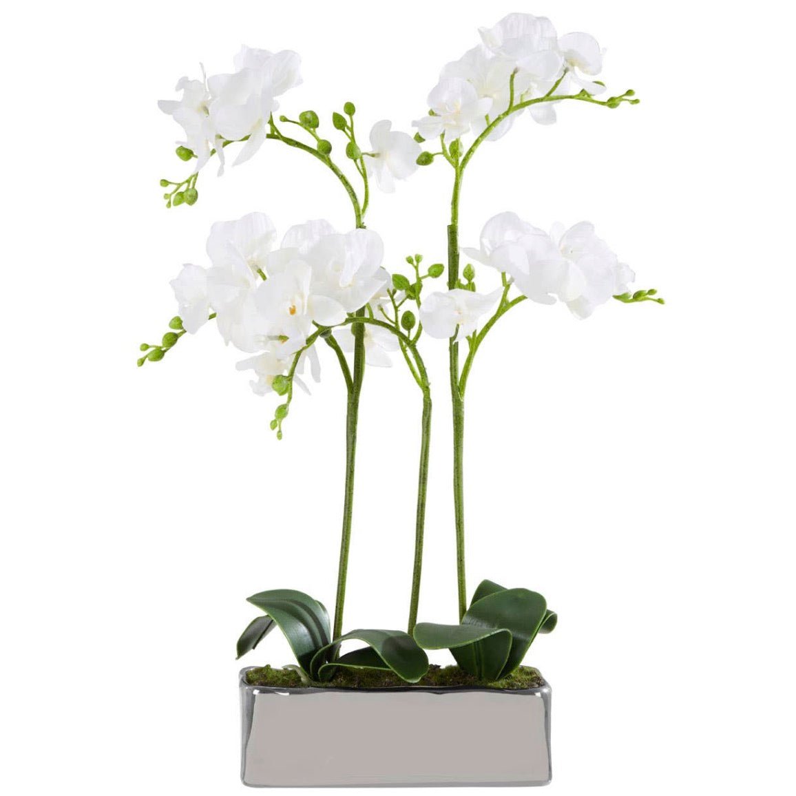 Fiori White Orchid Plant in Rectangular Pot – Duck Barn Interiors