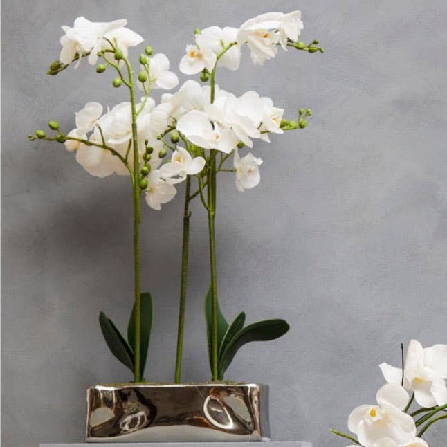 Fiori White Orchid Plant in Rectangular Pot – Duck Barn Interiors
